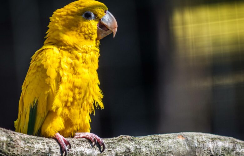 Feds propose ending counterproductive golden parakeet regulations ... Feds propose ending counterproductive golden parakeet regulations ...