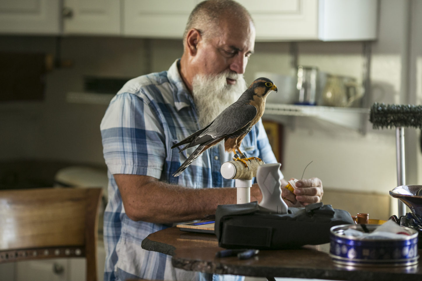 How Unnecessary Laws Pit Falconry Against Free Speech