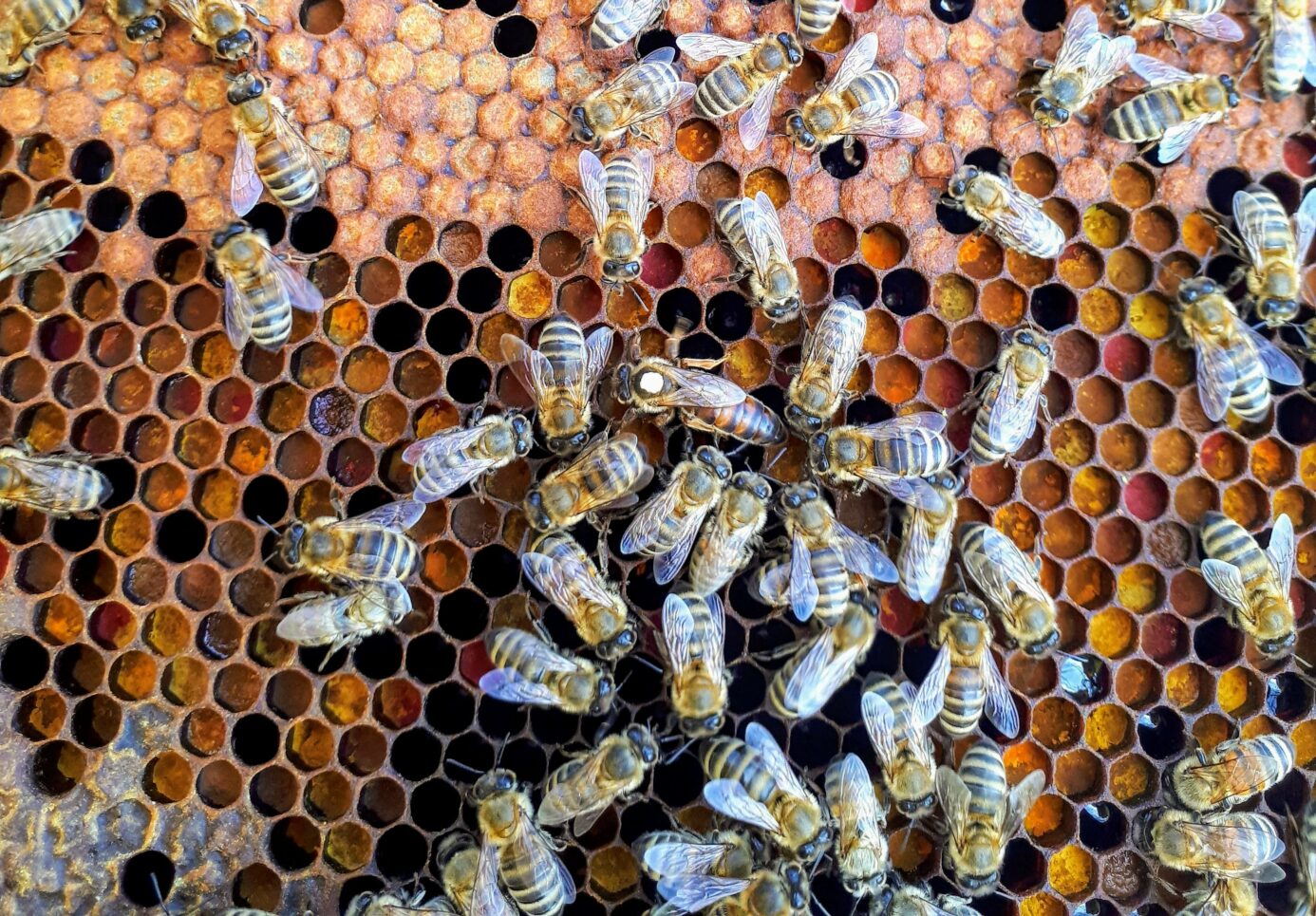 The Post and Courier: Court bumbles SC bee killing lawsuit but leaves a ...