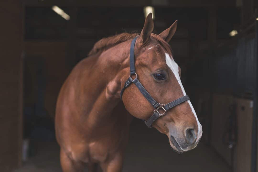 Washington sued for the right to earn a living and care for horses
