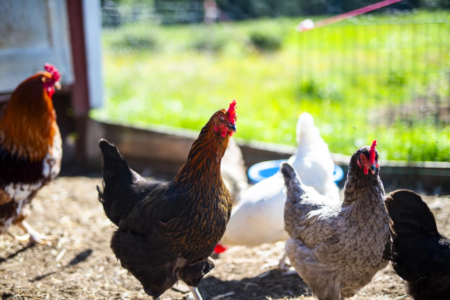 Is it legal to keep chickens in your backyard? It depends.