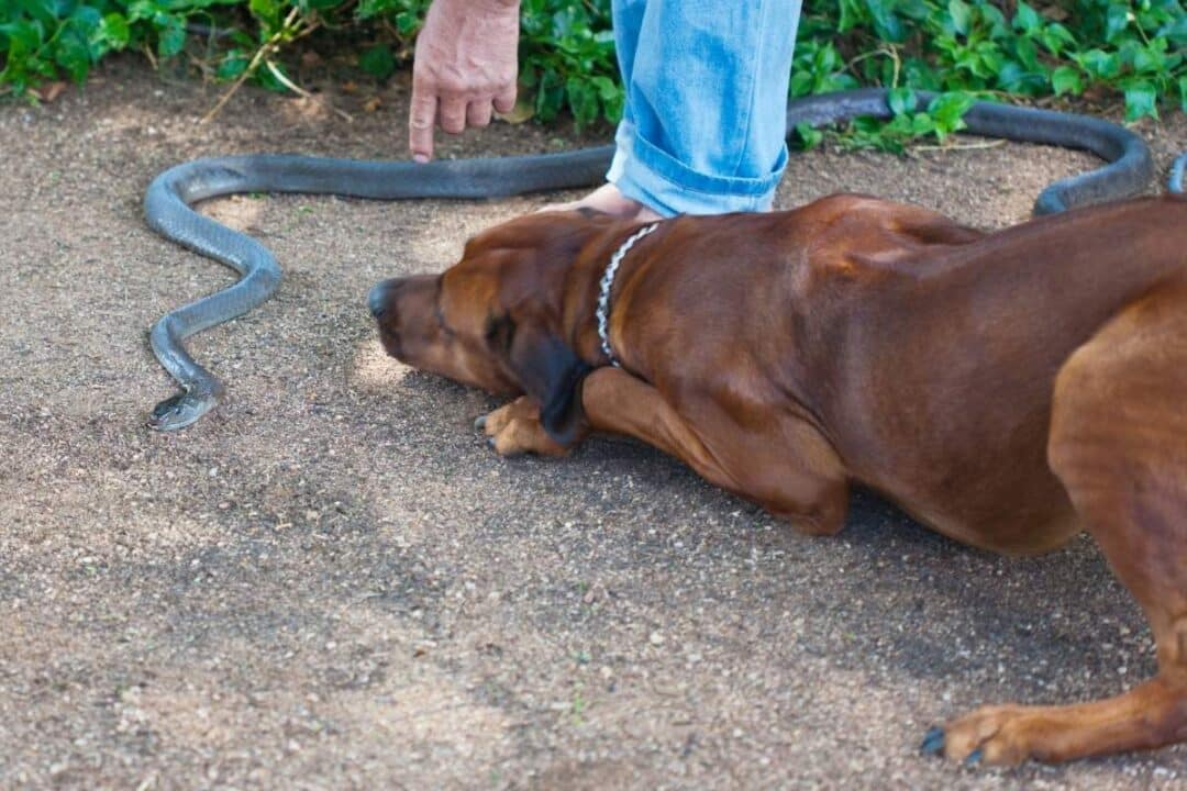 New York Post: California bureaucrats’ venomous rules are putting dogs ...